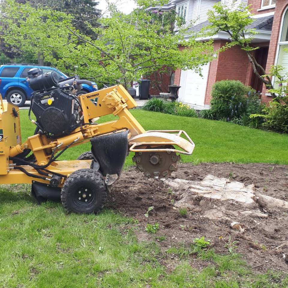 Essouchage – Services D'arbres G.F.